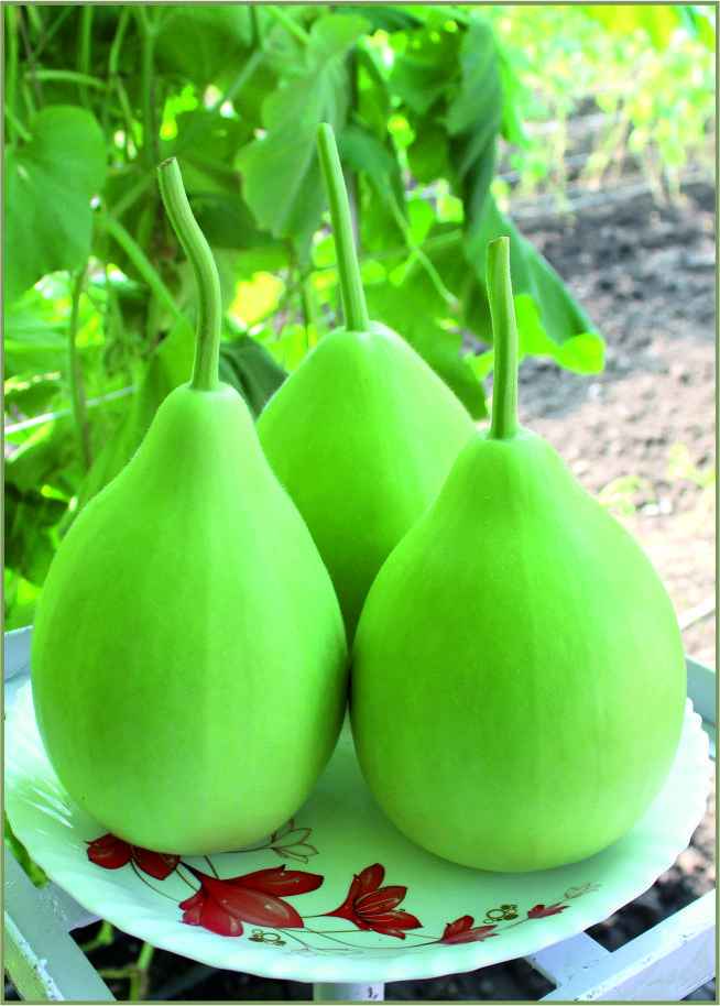 Ajeet Seeds || Product Detail